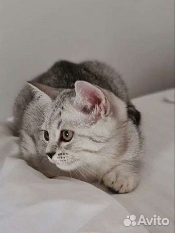 Шотландские котята