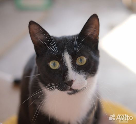 Крепыш, черно-белый кот в дар