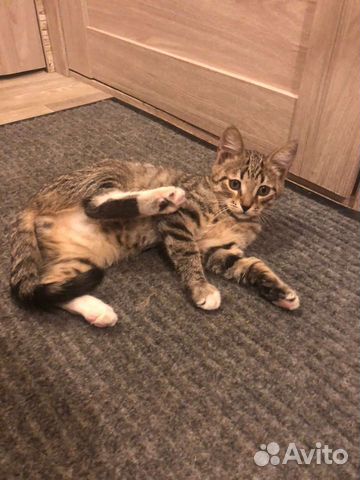 Котята с Ижорского завода