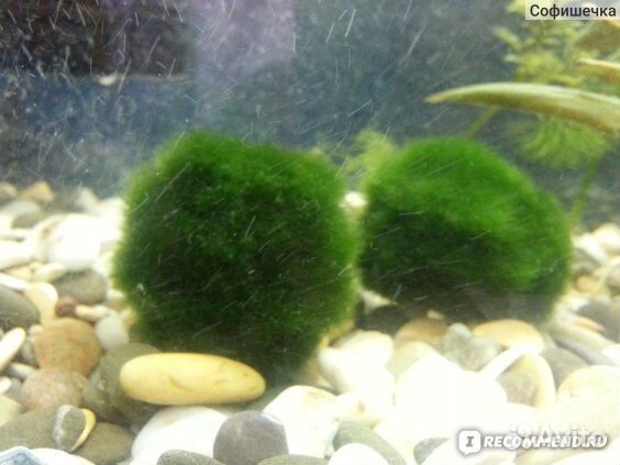 Растения в аквариум