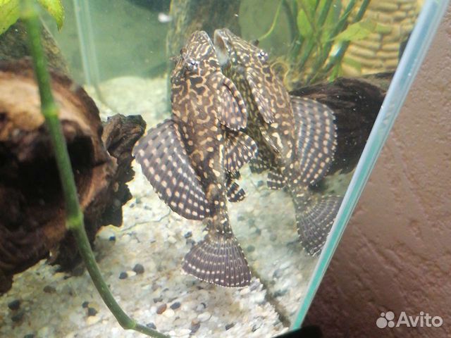 Парчовый сом Птеригоплихт