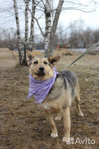 Собака ищет дом