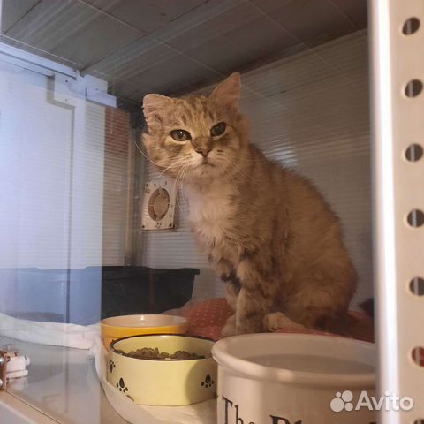 Кошки в добрые руки бесплатно