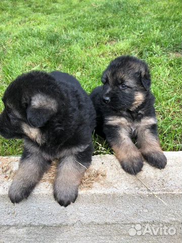 Щенки немецкой овчарки