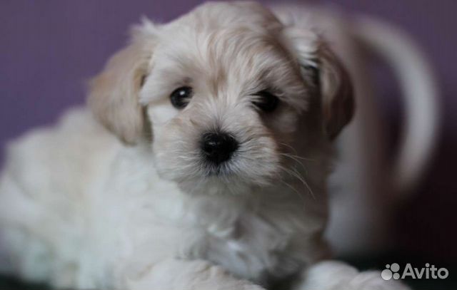 Мальчик и девочка мальтипу ф1