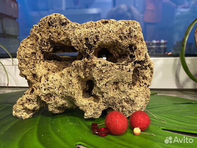 Коралл балянус