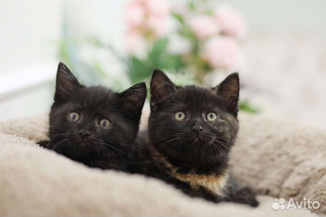 Котята британские девочки 2мес Луна и Мона