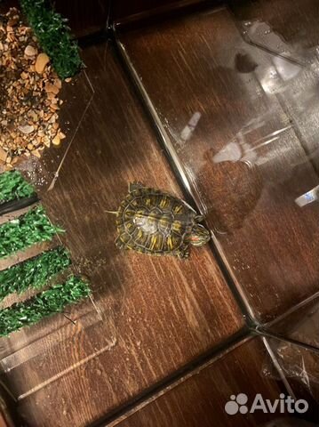 Красноухая черепаха с аквариумом