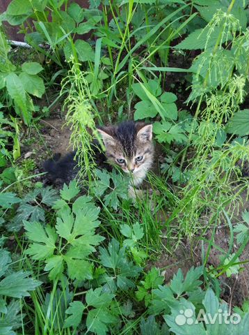 Котенок, бесплатно. Мальчик-подкидыш, 1месяц