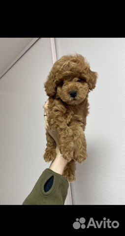 Нереальной красоты мальтипу teddy korea+china