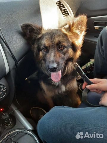 Пёс Бим ищет дом