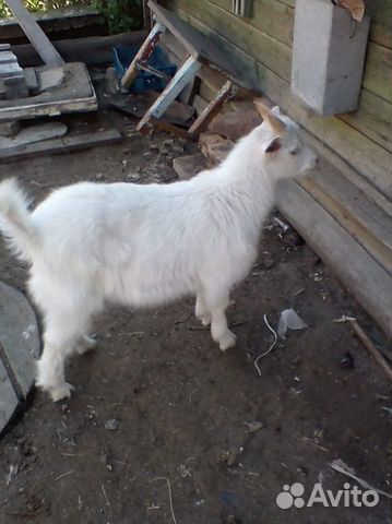 Козлик зааненский