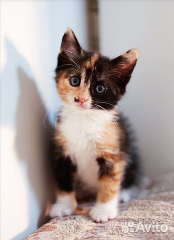 Котёнок сладкая пироженка