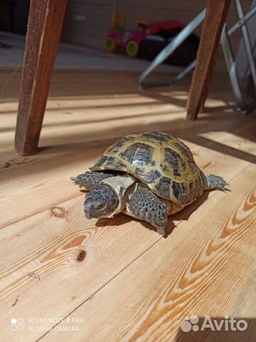 Черепаха сухопутная с террариумом