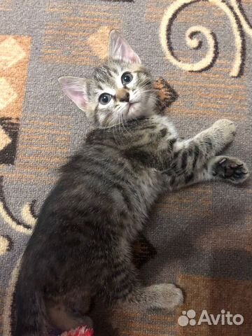 Котенок мальчик 1,5 мес
