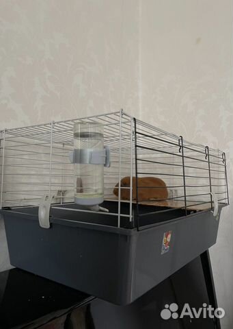 Морская свинка с клеткой