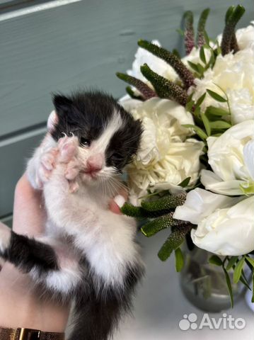 Котята бесплатно