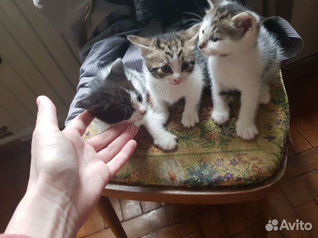 Котята в добрые руки бесплатно