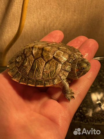 Красноухая черепаха бесплатно с аквариумом и тд