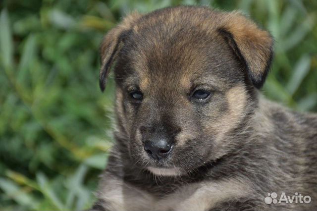 Синди в любящие руки