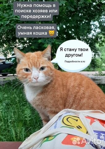 Найдена кошка-потеряшка. Передержка/поиск хозяев