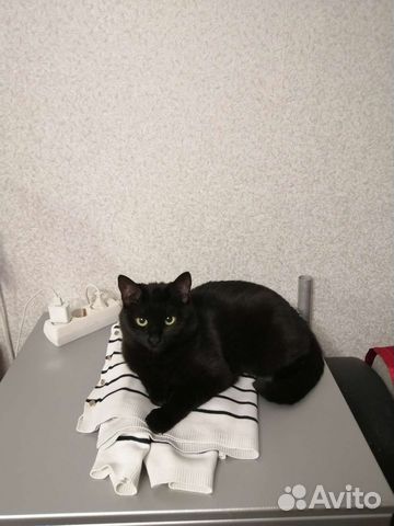 Кошка в добрые руки