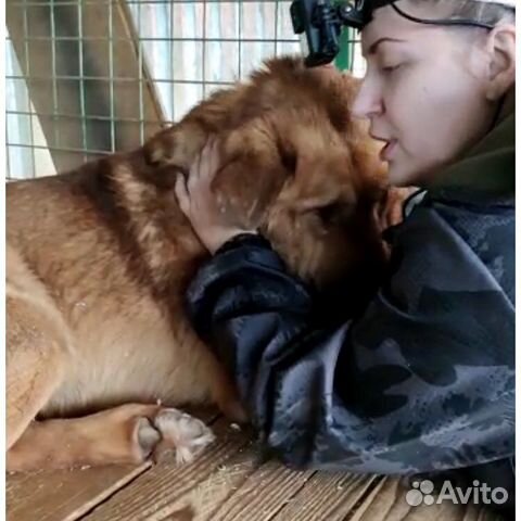 В дар в добрые руки