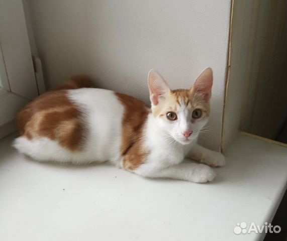 Рыжий котенок ищет дом