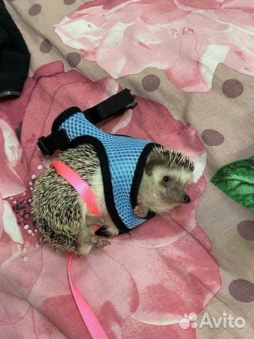Прекрасный Ежик