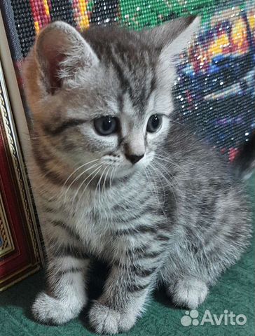 Британские котята