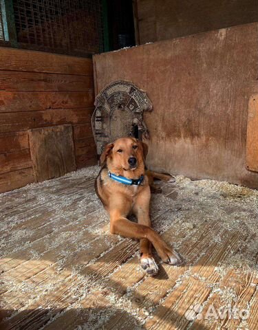 Манго ищет дом