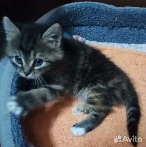 Котёнок Оська