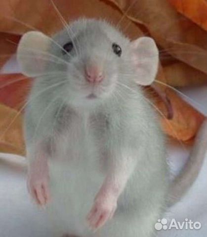 Крысы разные. Дамбо. Стандарт. Клетки. Доставка