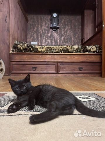 Котята бесплатно