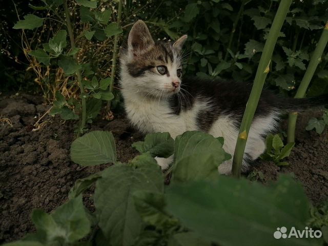Умный котёнок в добрые руки