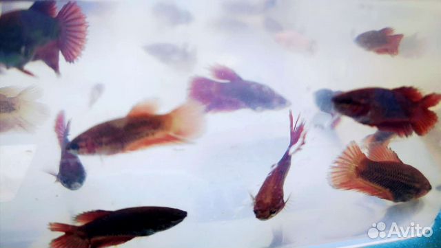 Рыбка Петушок