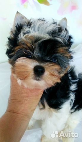 Щенок бивера