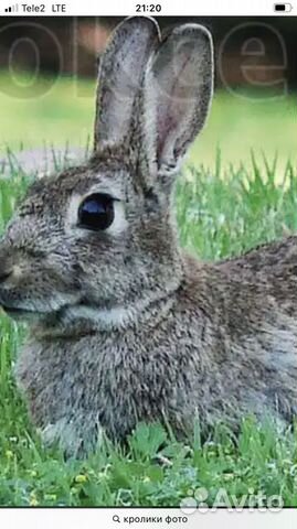 Кролики