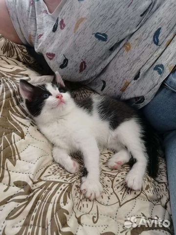 Котенок в добрые руки