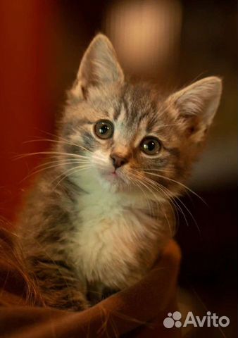 Котенок 1,5 мес. Матрёшка в добрые руки