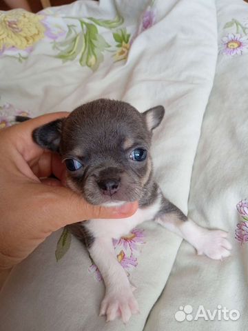 Голубая мини девочка чихуа