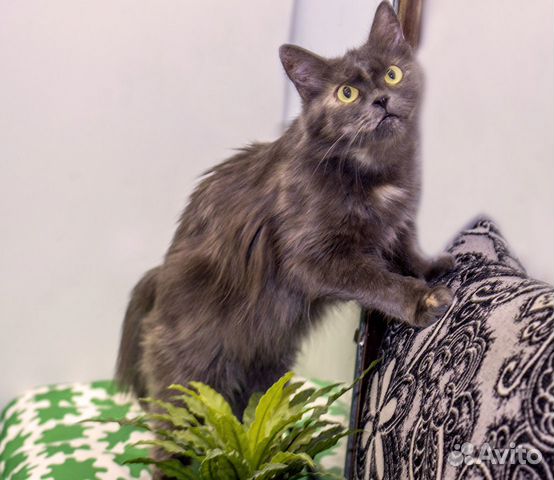 Миниатюрная красотка ищет новый дом