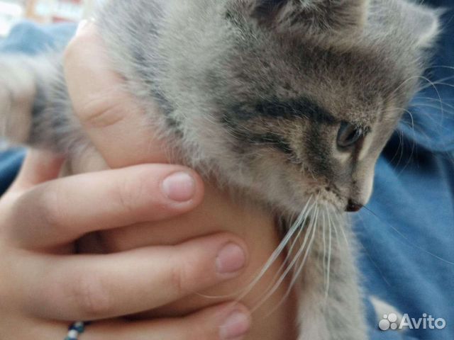Отдам в дар котёнка,мальчик