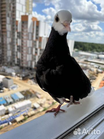 Голубь домашний