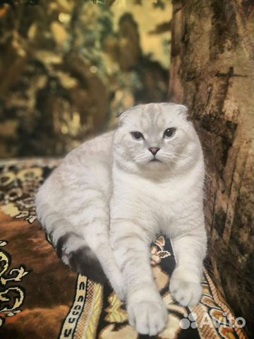 Ищем невесту