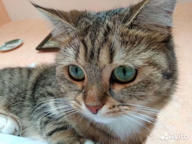 Кошечка красотка в добрые руки