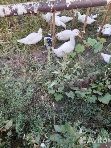 Индоутята подрощенные