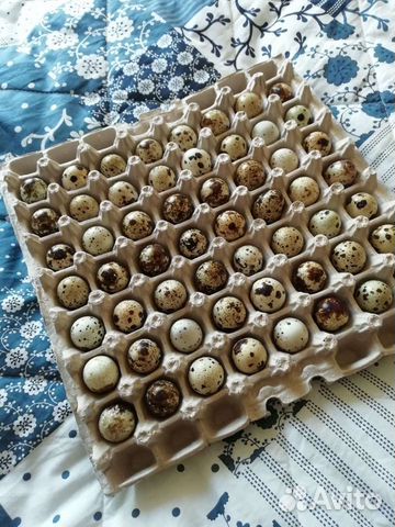 Яйцо перепелинное (инкубационное)