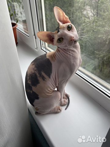 Донской сфинкс