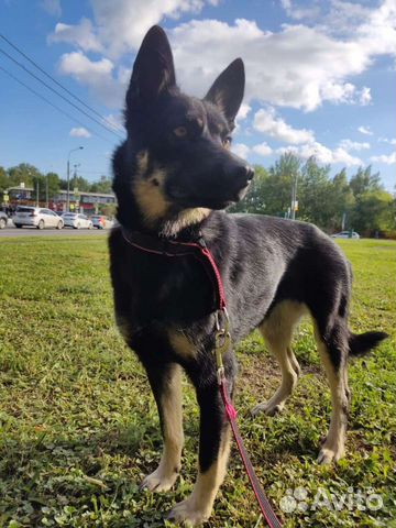 Щенок в добрые руки